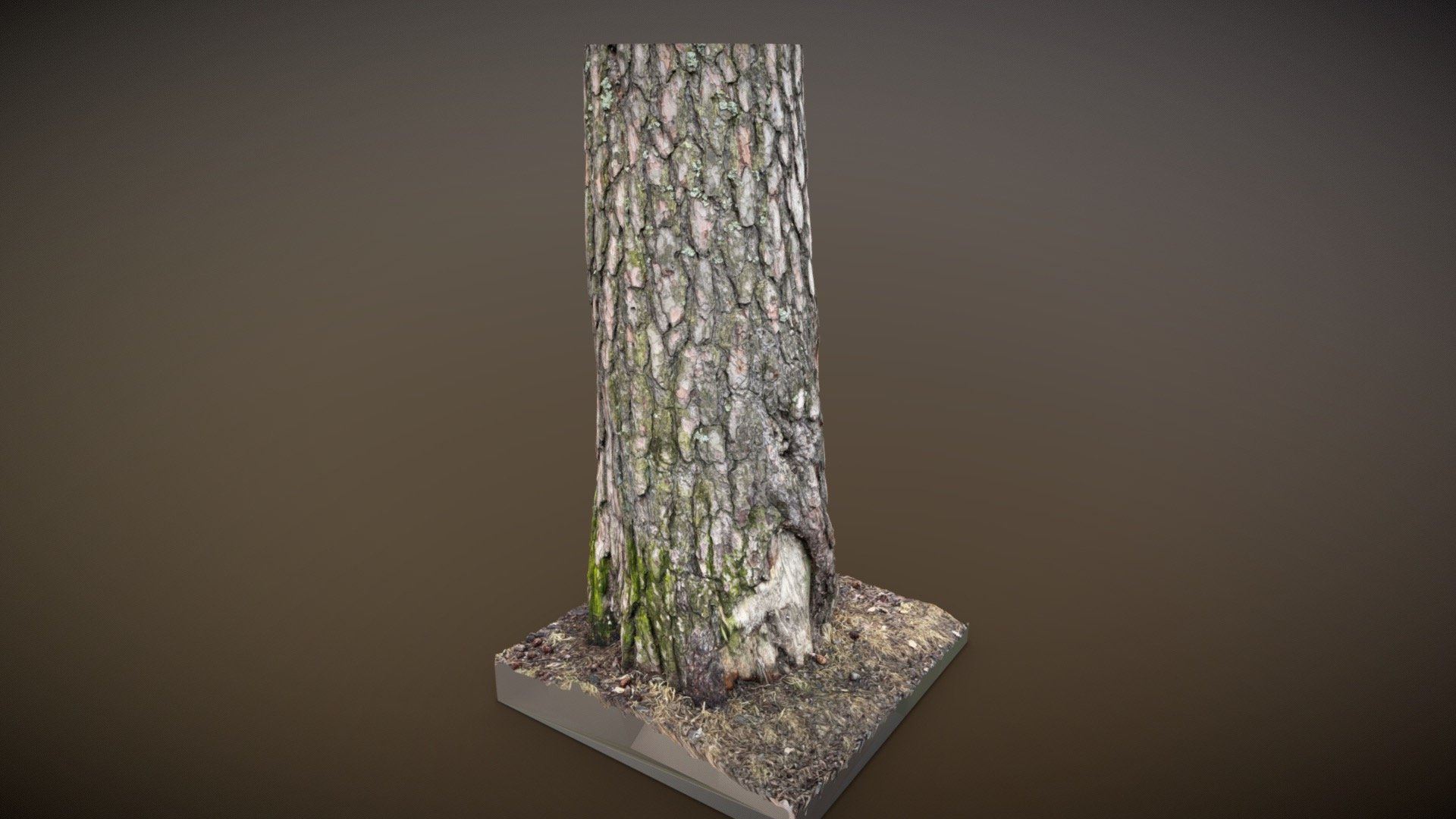 Tree section - Download Free 3D model by olefunhammer [3386975] - Sketchfab