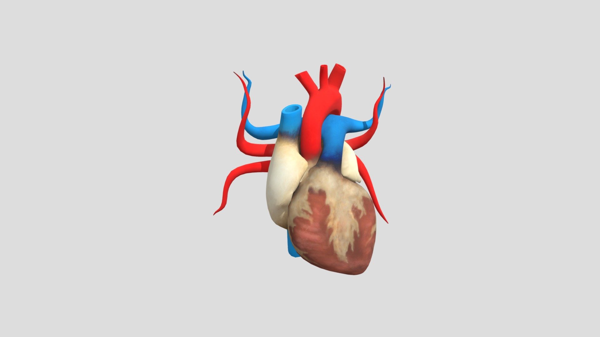 Heart - 3D model by r.ashokfx [3388328] - Sketchfab