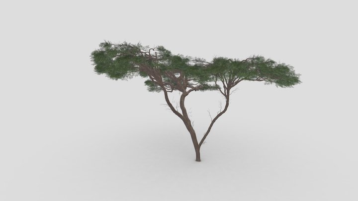 African-tree 3D models - Sketchfab