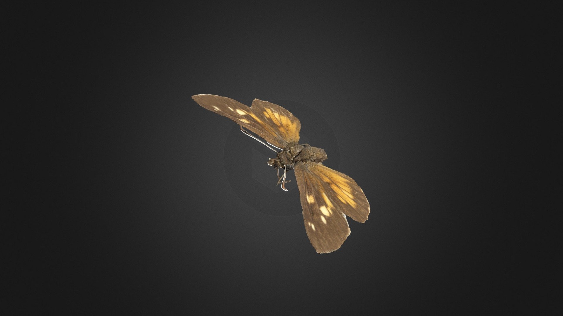Broad- Winged Skipper Butterfly - 3D model by University Libraries at ...