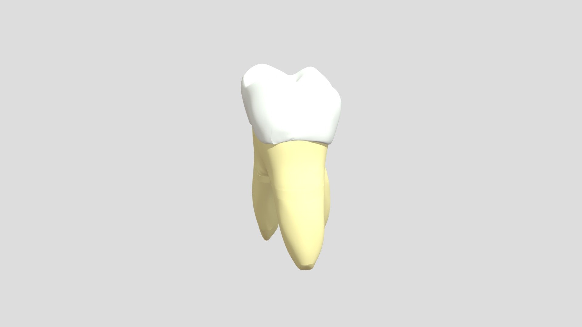 Dente 16 Hígido - Download Free 3D model by Ricardo Armini Caldas ...