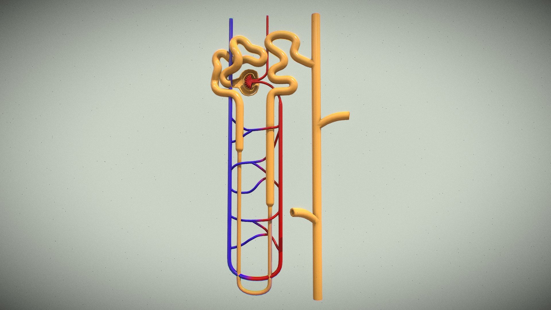 Structure Of Nephron - Download Free 3D model by arloopa [338b7a2 ...