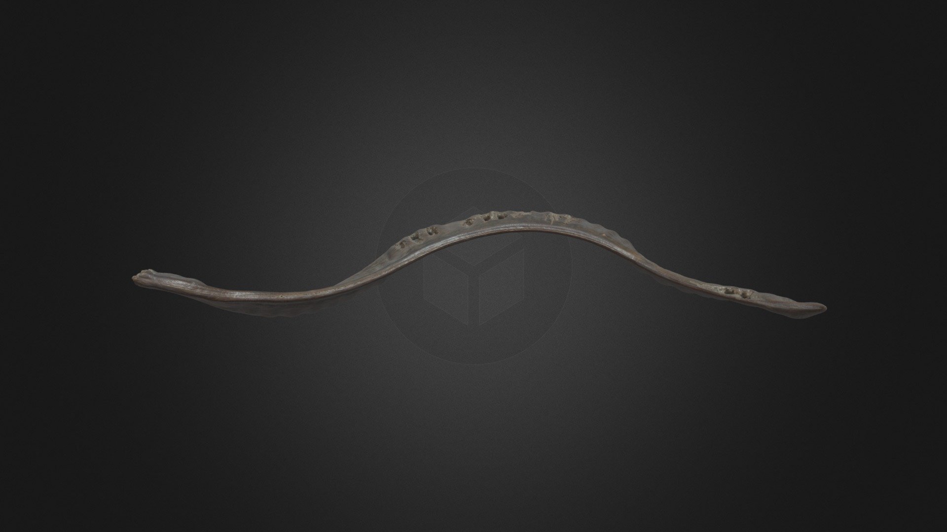 Baobab Seed Pod - 3D model by Open Virtual Worlds (@openvirtualworlds ...