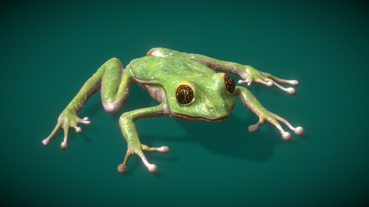 Frogs 3D models - Sketchfab