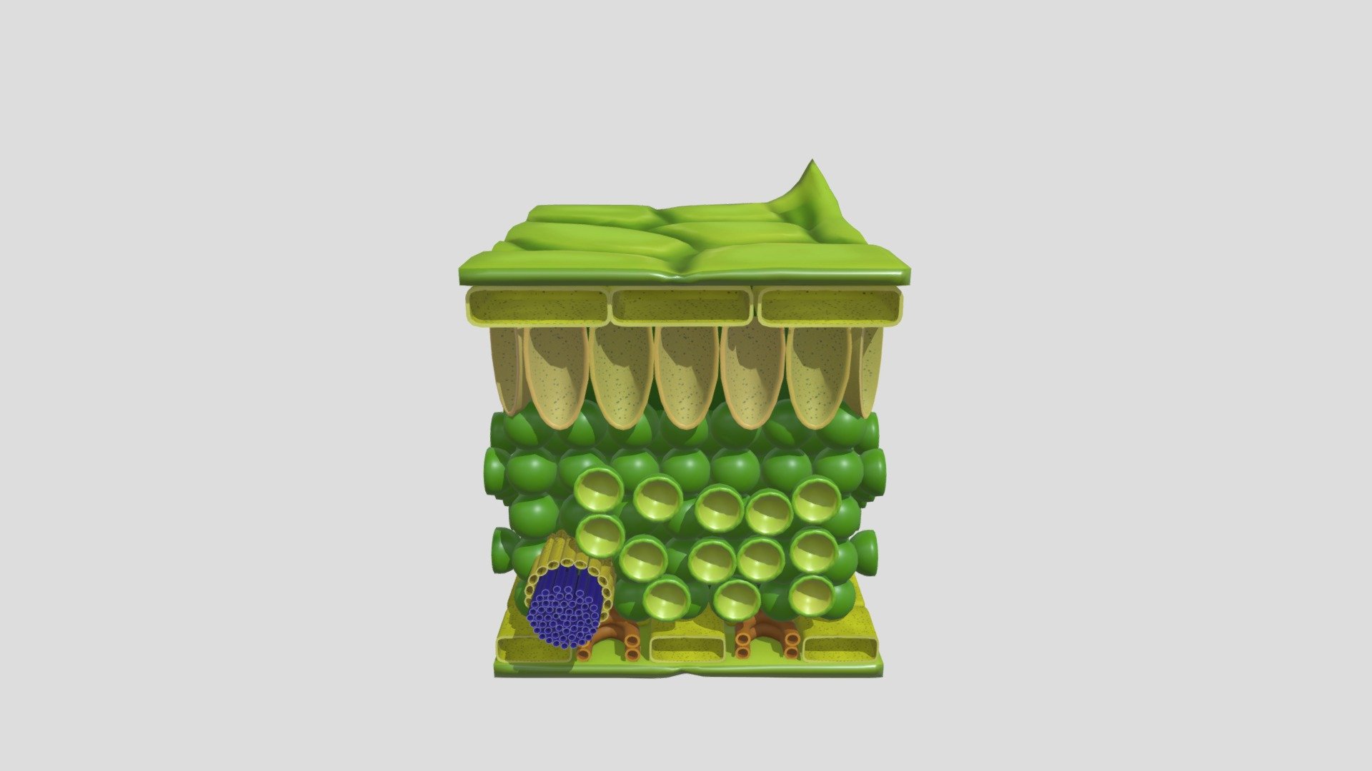 Plant Cells - 3D model by KELOMPOK 11 ABK (@PKM-PM24) [339dc88] - Sketchfab
