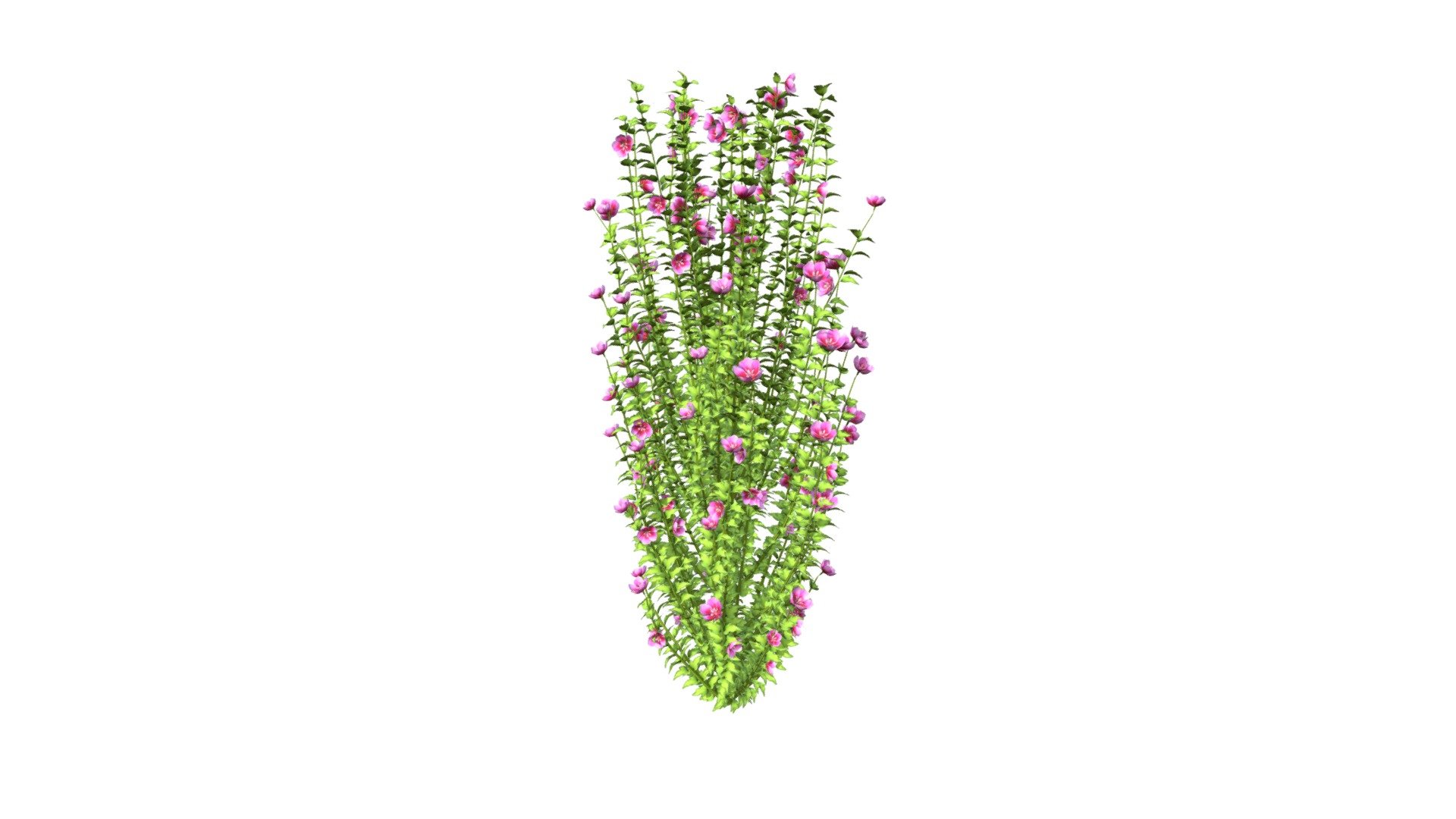 Purple Pillar Rose of Sharon Summer variation - Buy Royalty Free 3D ...