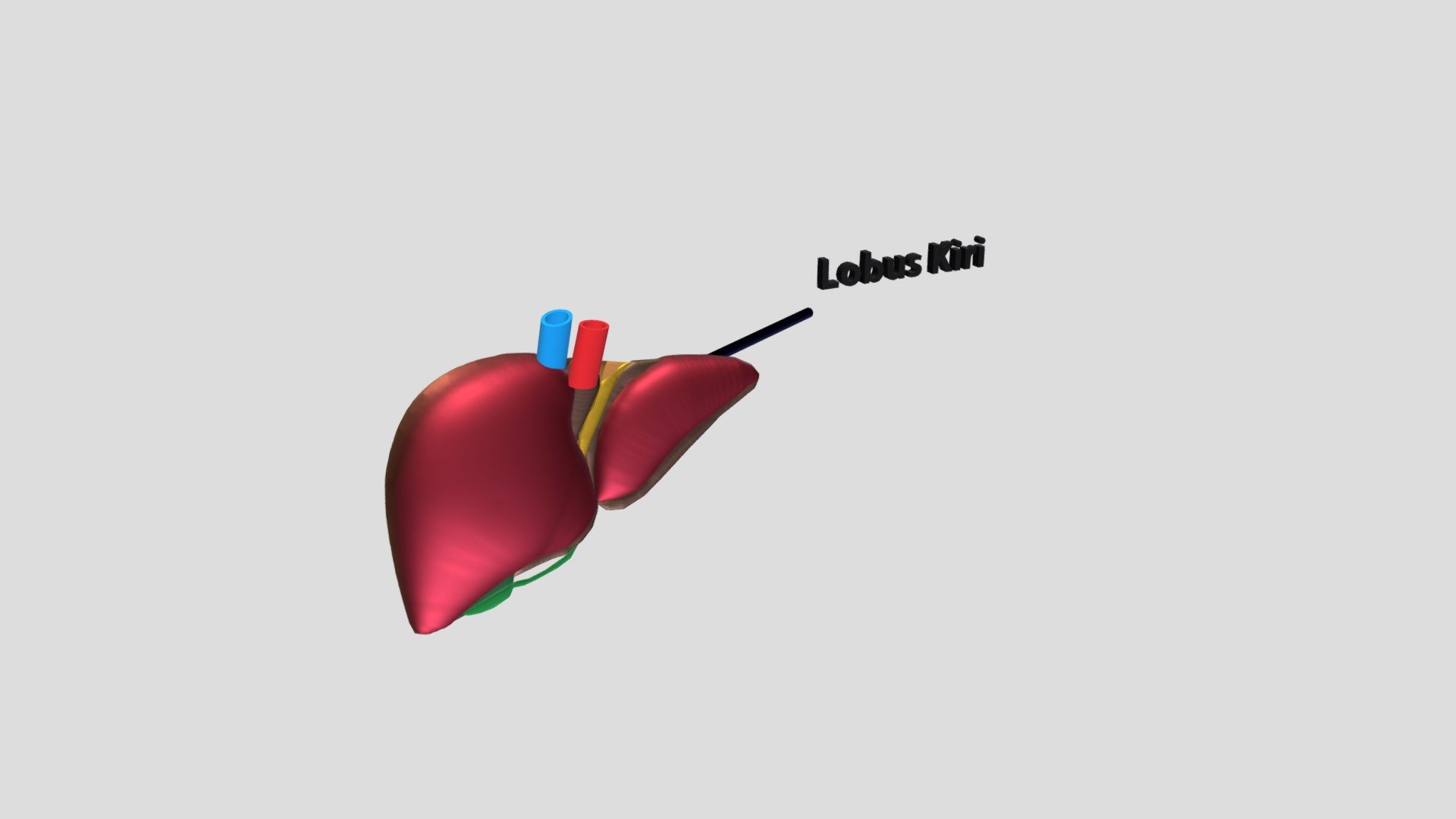 LIVER - Download Free 3D model by bagusilham [33a093c] - Sketchfab