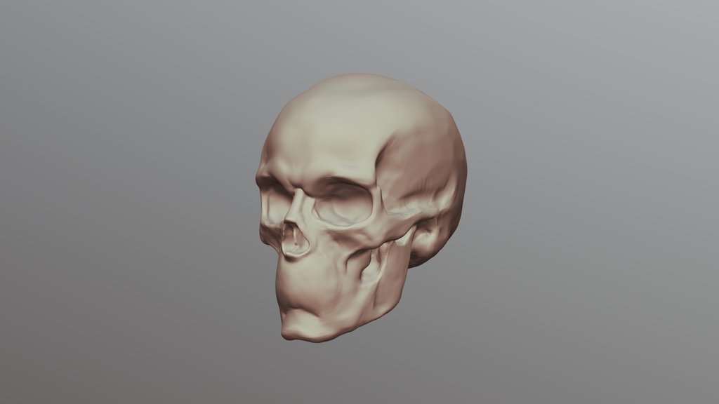 loomis - A 3D model collection by siegfriedkuhlbrodt - Sketchfab