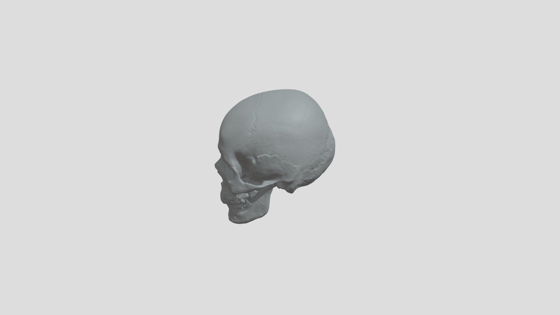 череп - 3D model by freeaert [33a5392] - Sketchfab