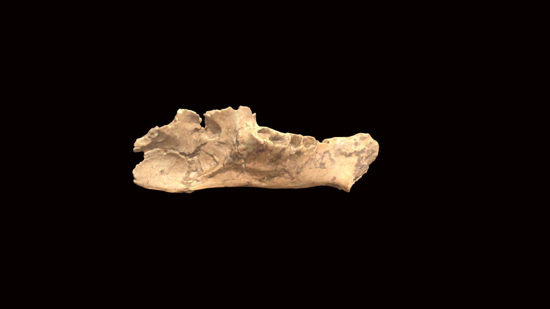 Paramylodon mandible (VCU_3D_7961) - Download Free 3D model by Virtual ...