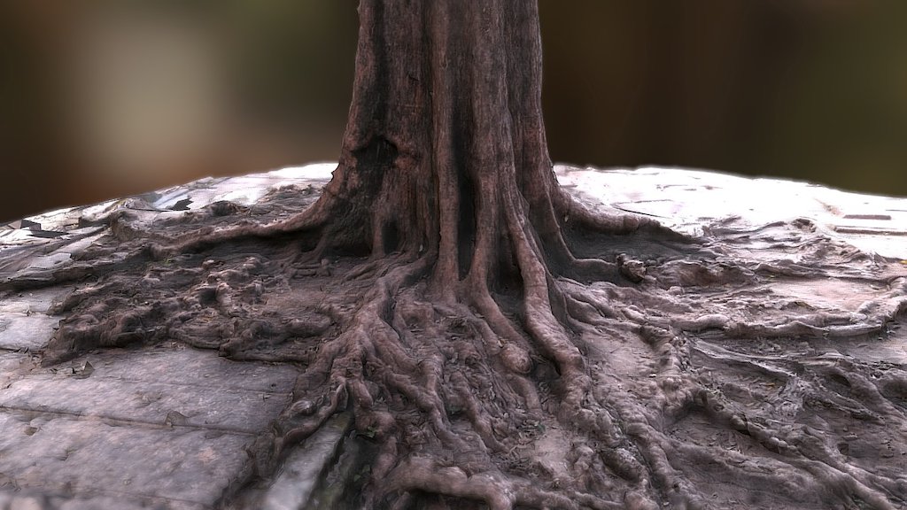 Tree roots - 3D model by asecashugo [33b2300] - Sketchfab