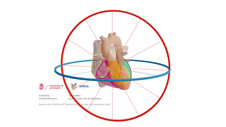 Cardiac_conduction 3D models - Sketchfab