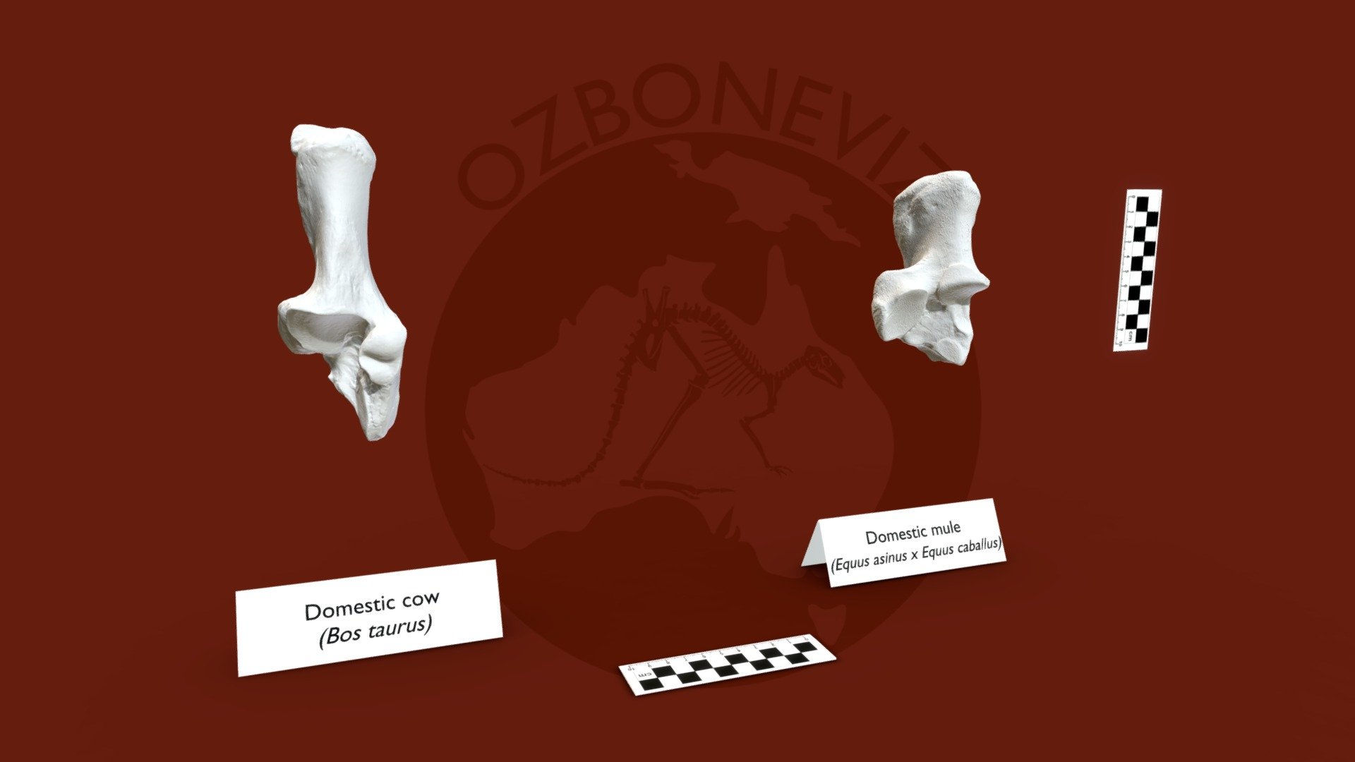 Large mammal calcaneus - 3D model by Ozboneviz [33bde65] - Sketchfab