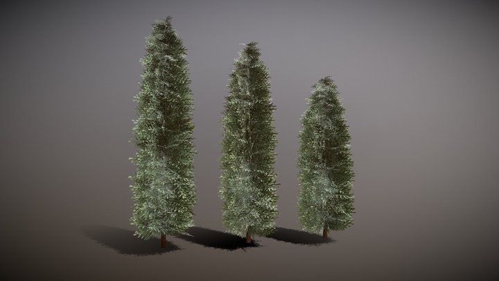Thuja 3D models - Sketchfab