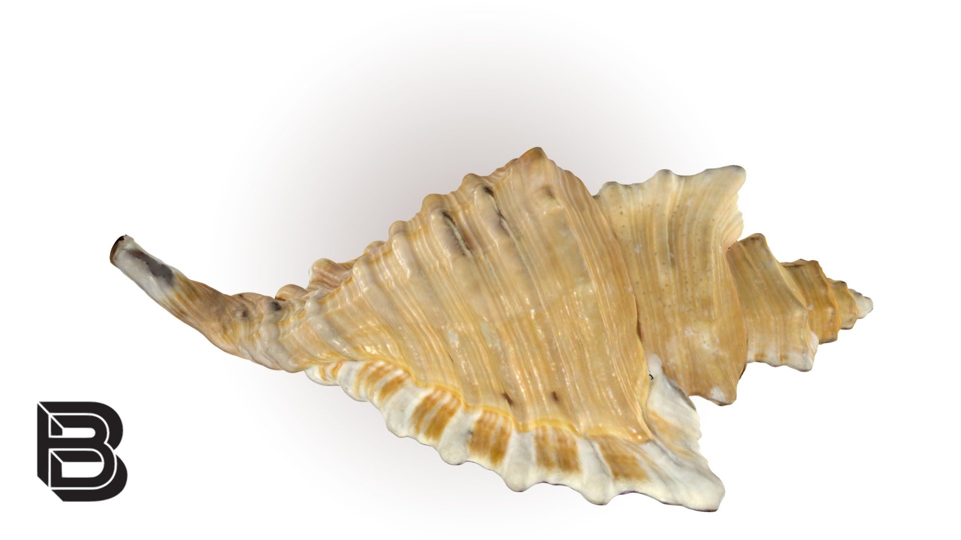 Angular Triton Shell - 3D model by The Bishop Museum of Science and ...