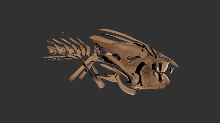 Lungfish 3D models - Sketchfab