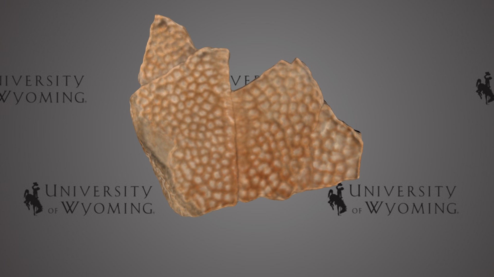 UW 43923 - Chelonia, Shell Fragment - Download Free 3D model by ...