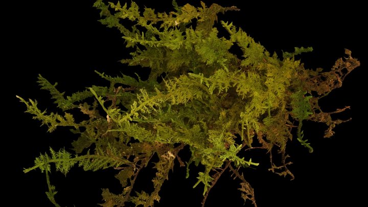 Thuidiaceae 3D models - Sketchfab