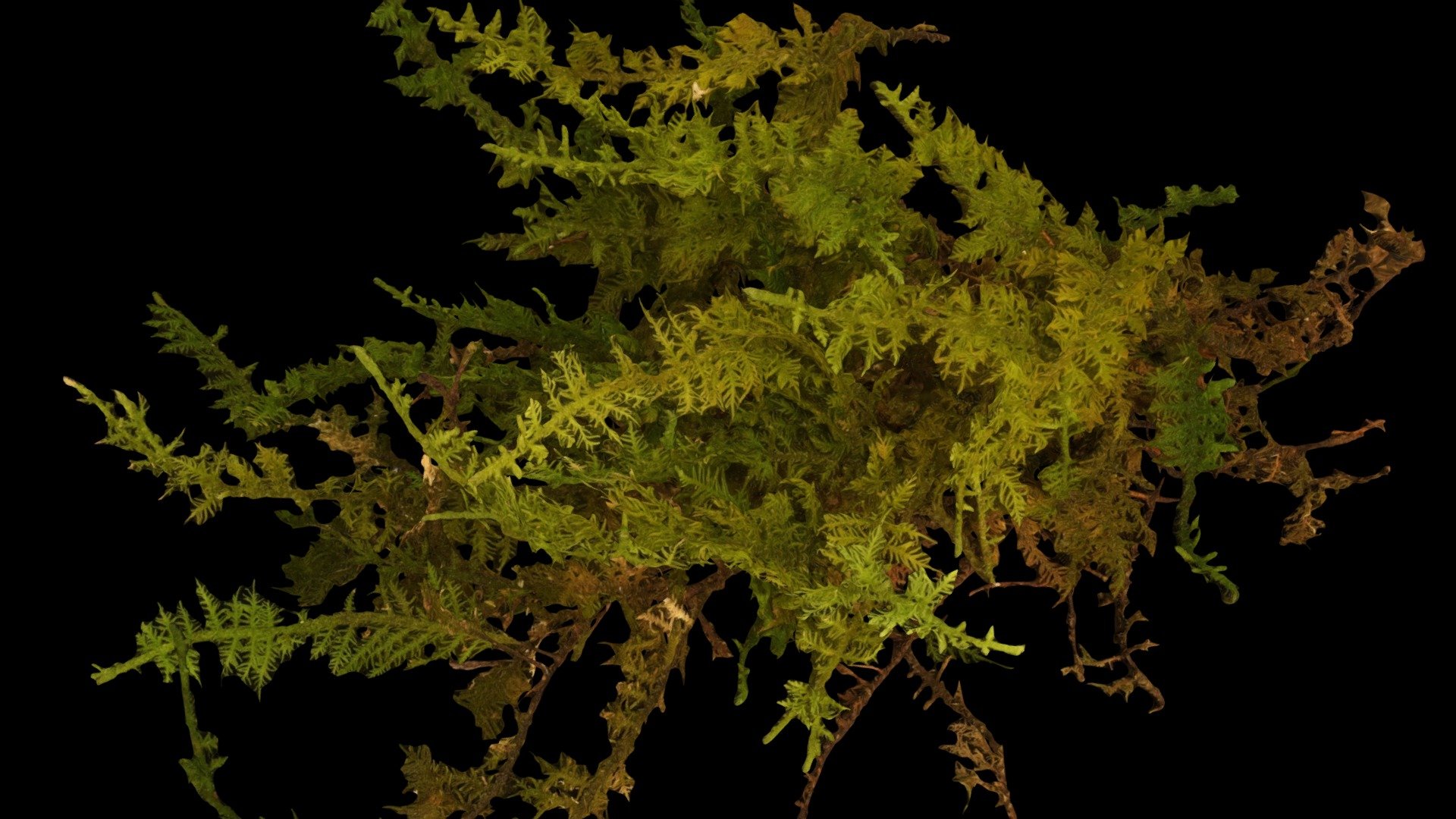 CC0 シノブゴケ類 Fern Moss, Thuidium sp./spp. - Download Free 3D model by ...