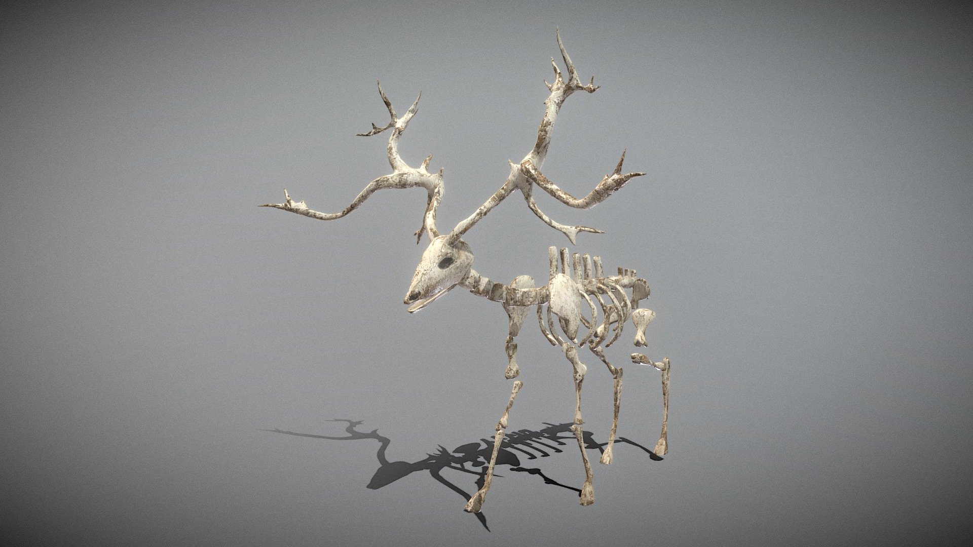 Elk Skeleton - Buy Royalty Free 3D model by Zhang Shangbin ...