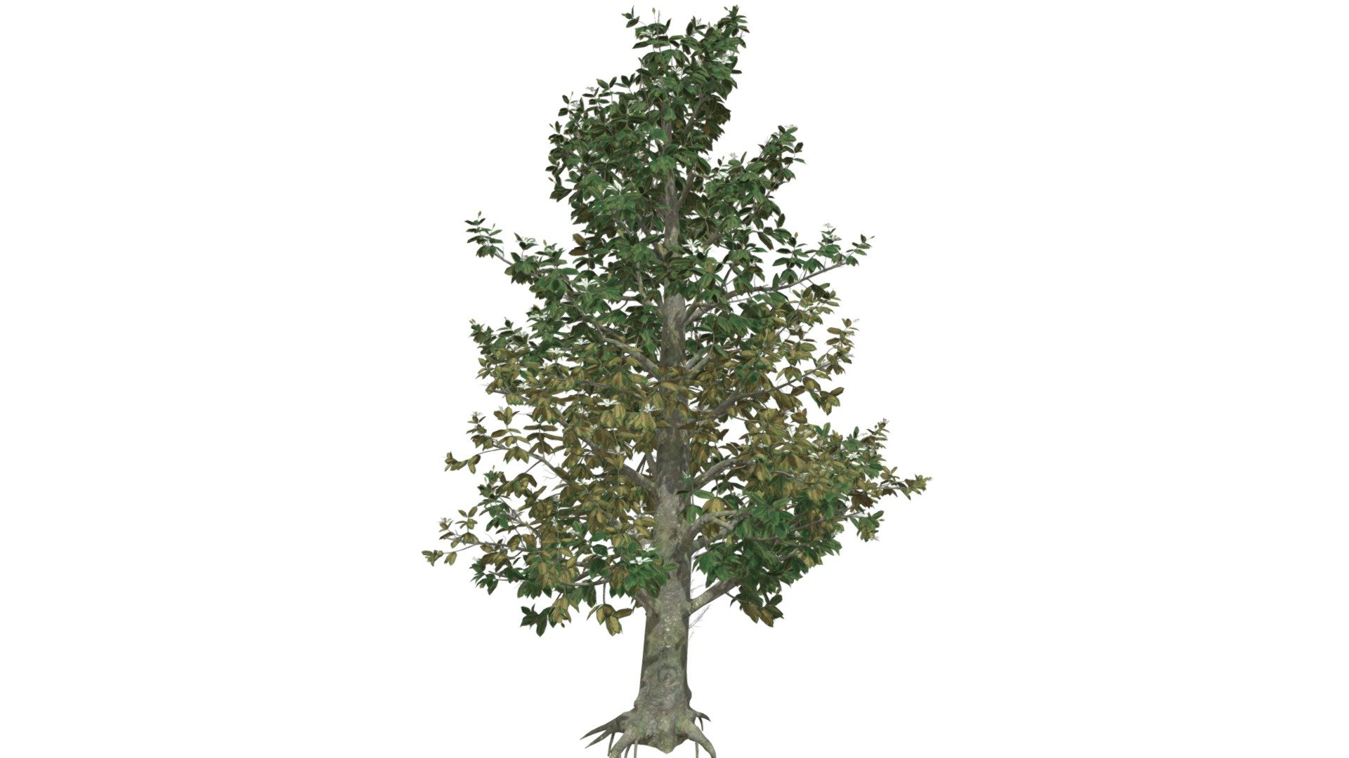 Southern Magnolia Tree #10 - Buy Royalty Free 3D model by meshshape ...