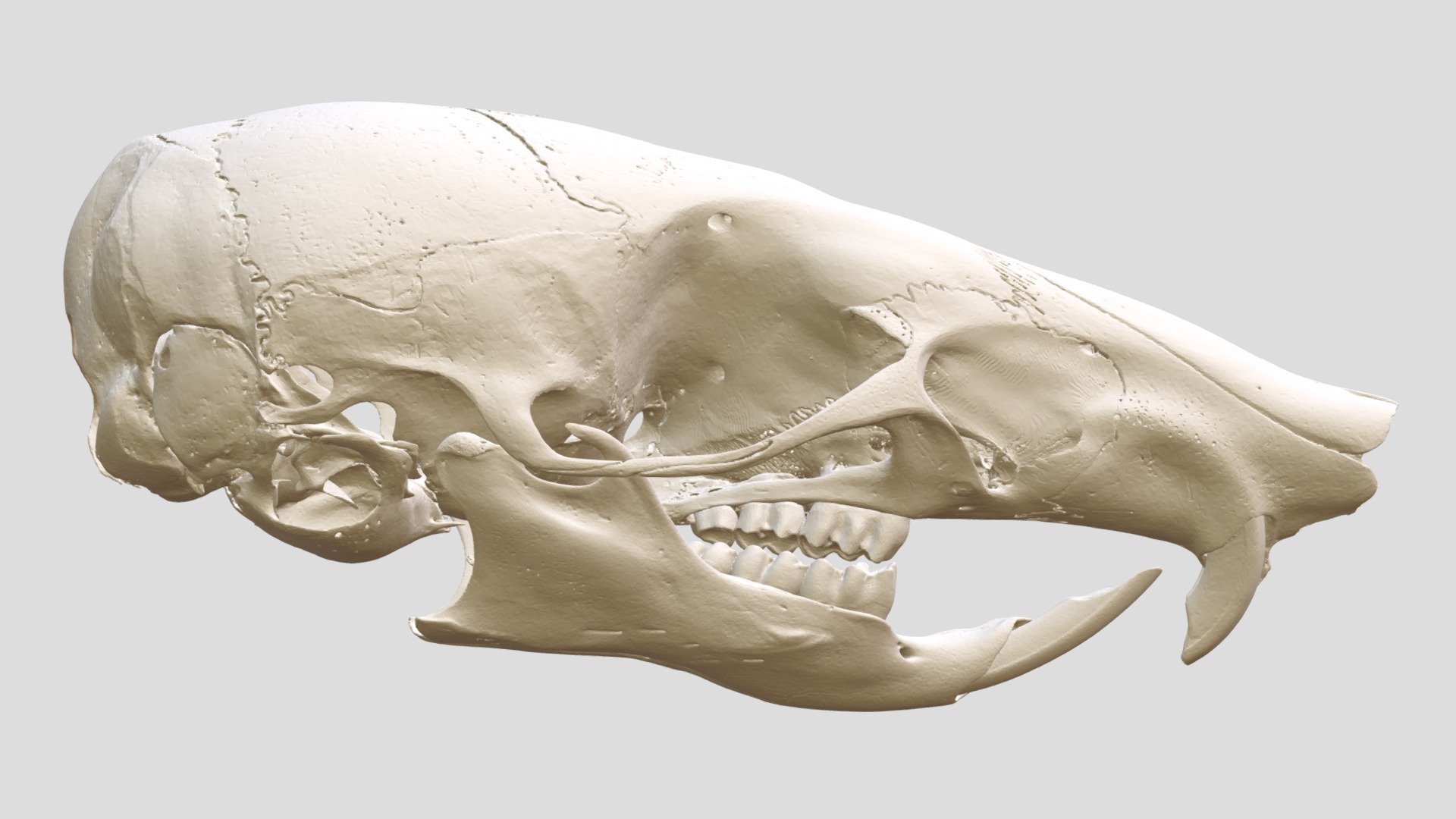 Oxymycterus paramensis (MSB:Mamm:238554) - 3D model by Biodiversity ...
