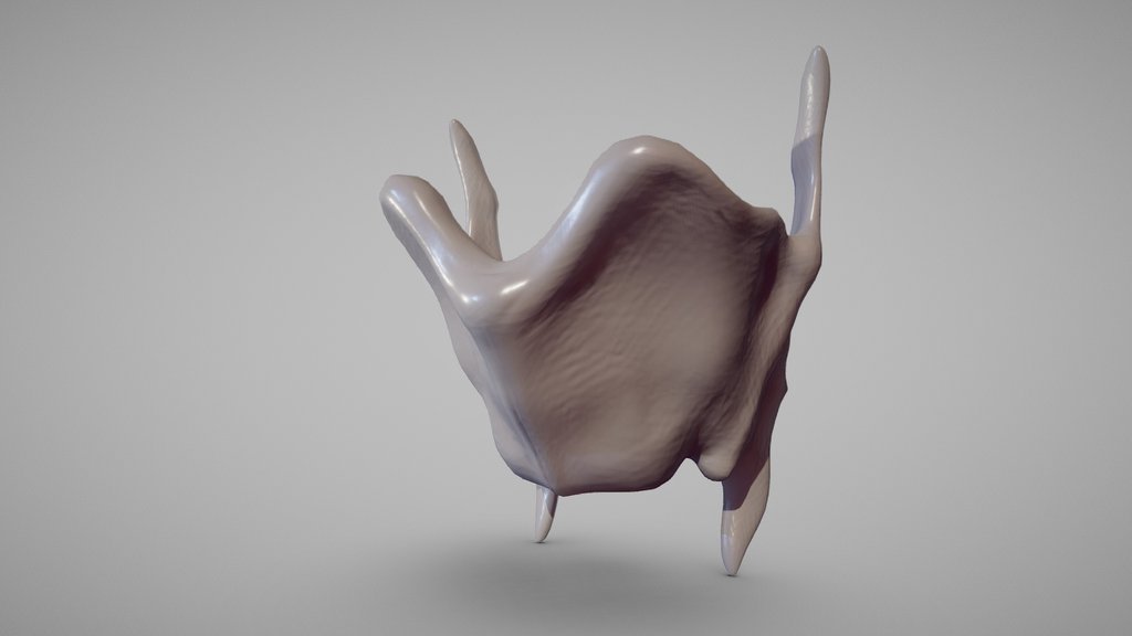 larynx - A 3D model collection by teja9075 - Sketchfab