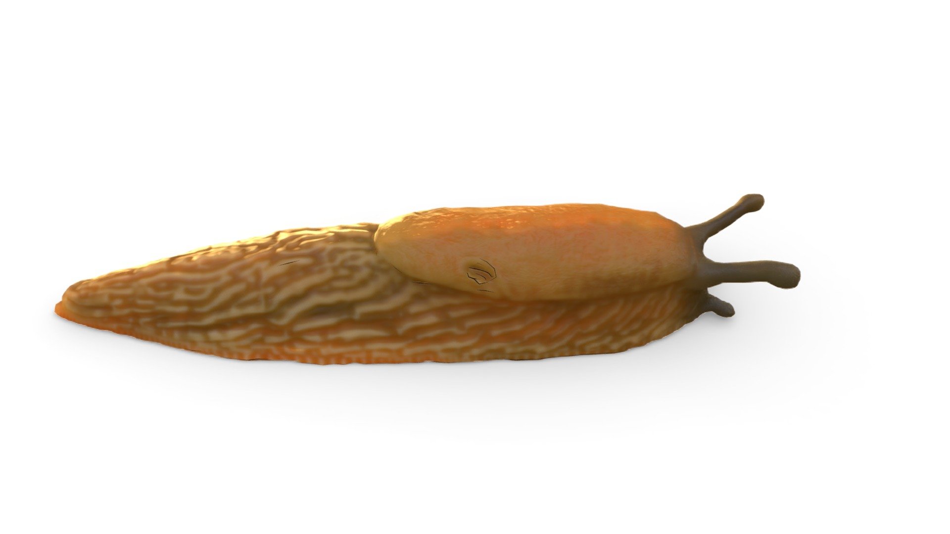Slug - Buy Royalty Free 3D model by Mieke Roth (@miekeroth) [33e06c3 ...