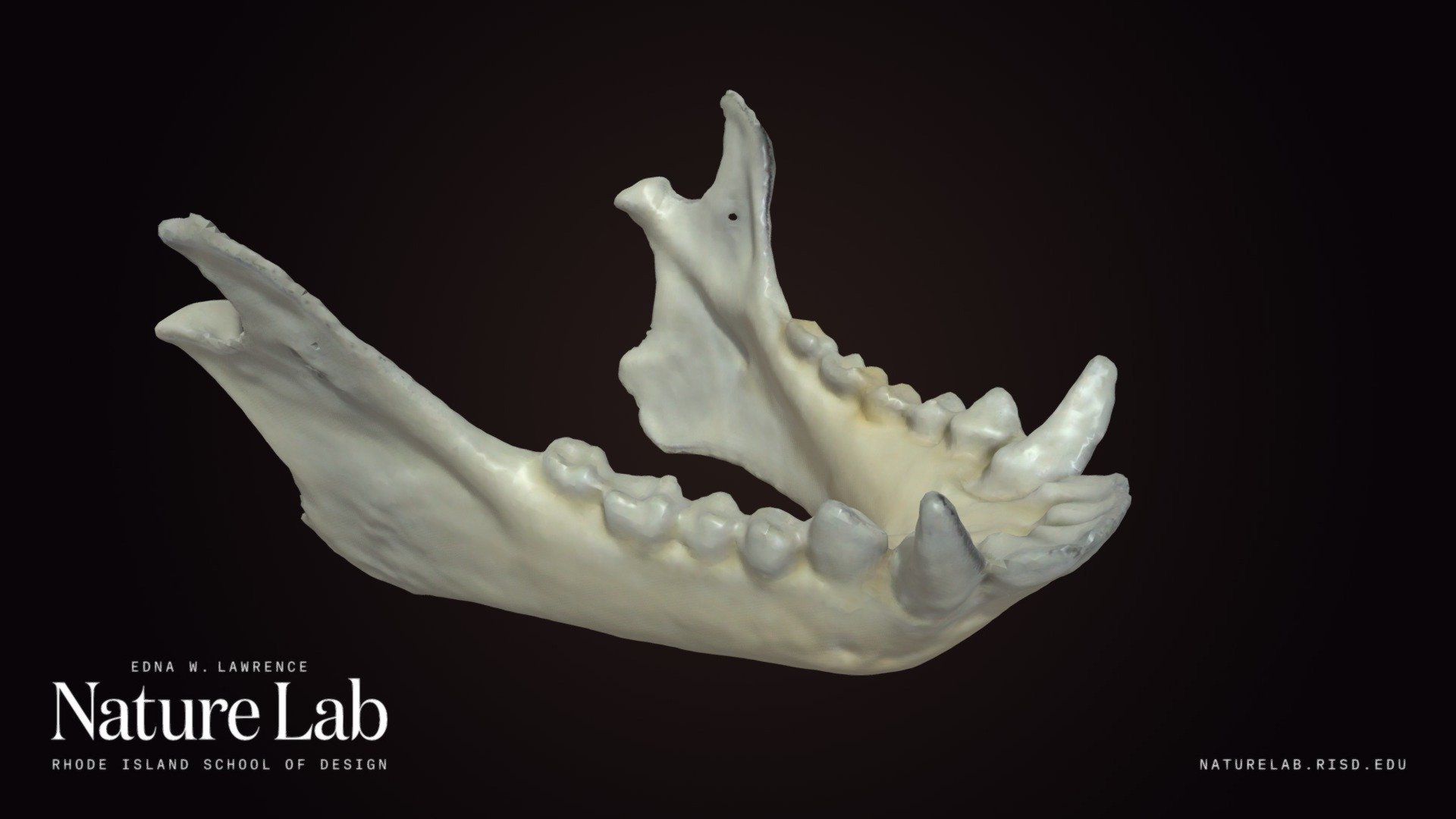 Tamarin Monkey Jaw - Download Free 3D model by RISD Nature Lab ...