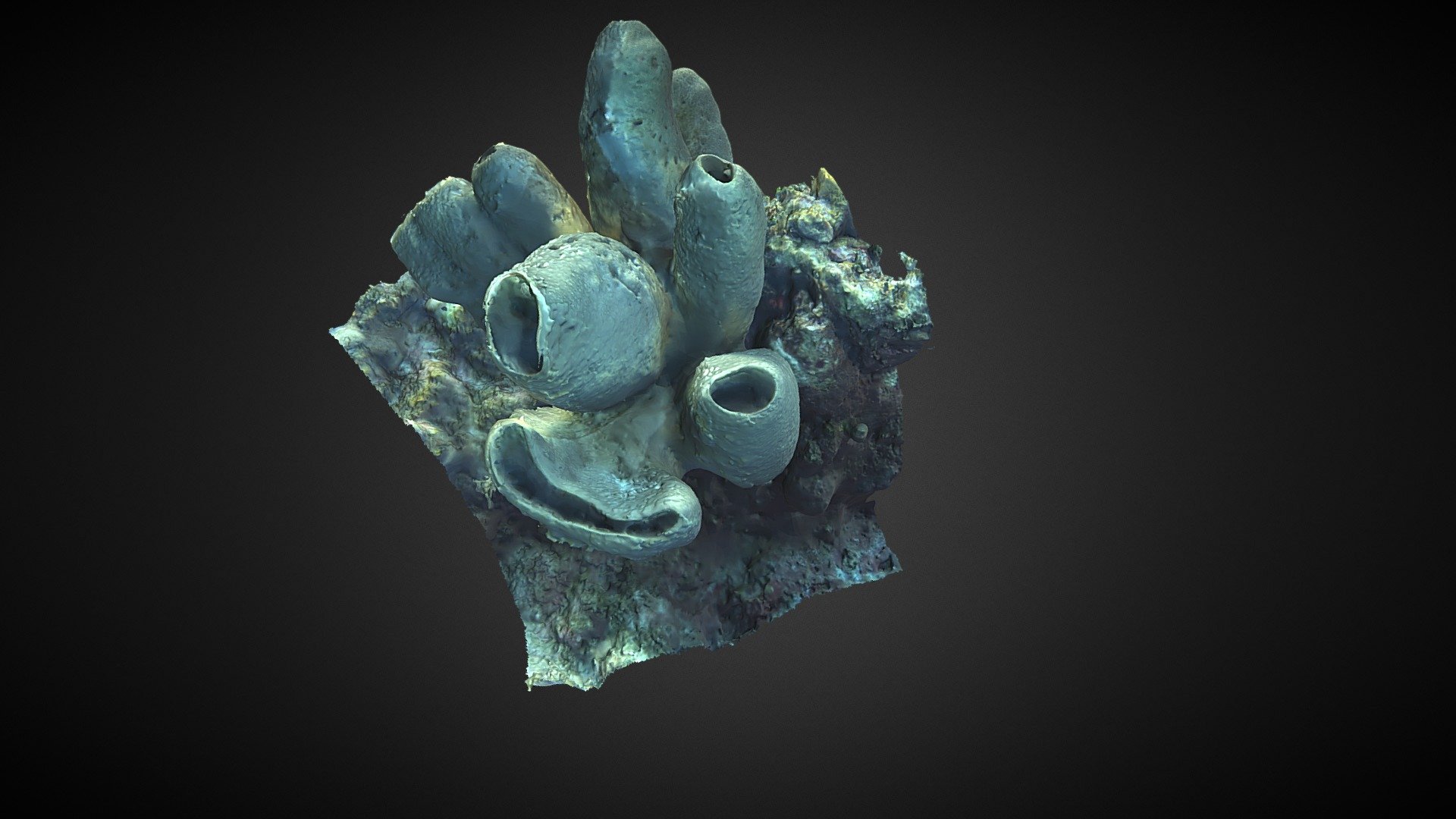 The World's Happiest Tube Sponge - 3D model by Bradley Tulip-Mills ...