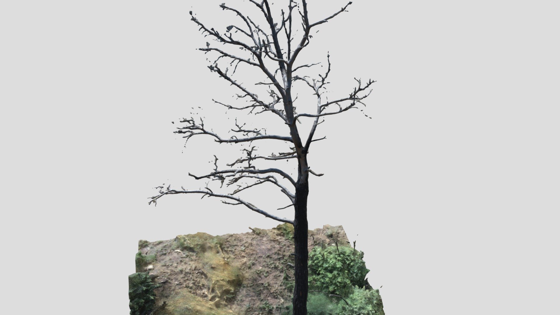 Random Tree - Download Free 3D model by Badri Gogia (@BadriGogia ...
