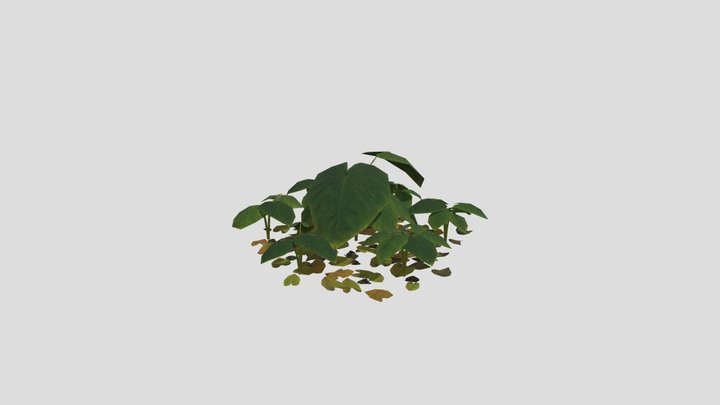 Taro 3D models - Sketchfab