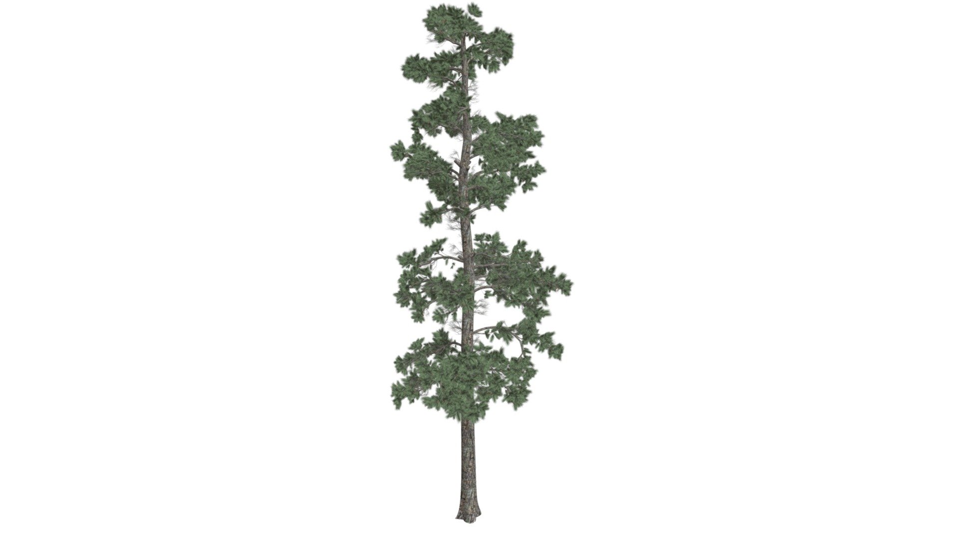 Eastern White Pine Tree #05 - Buy Royalty Free 3D model by meshshape ...