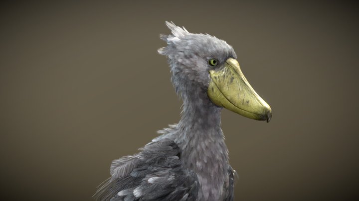Bird 3D models - Sketchfab