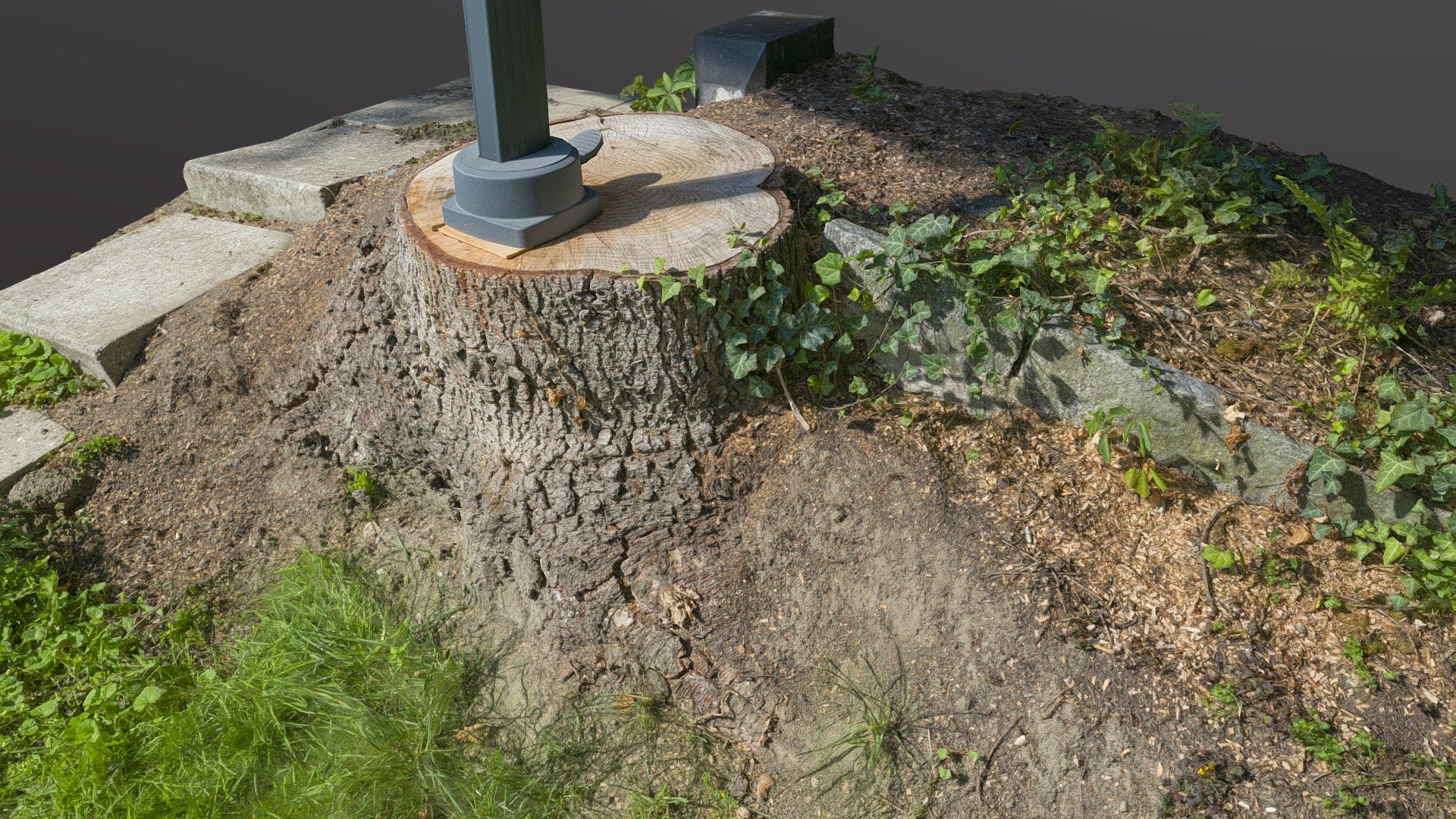 Fresh cut tree stump - Download Free 3D model by nedo [33f83dc] - Sketchfab
