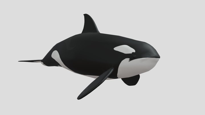 Orca 3D models - Sketchfab