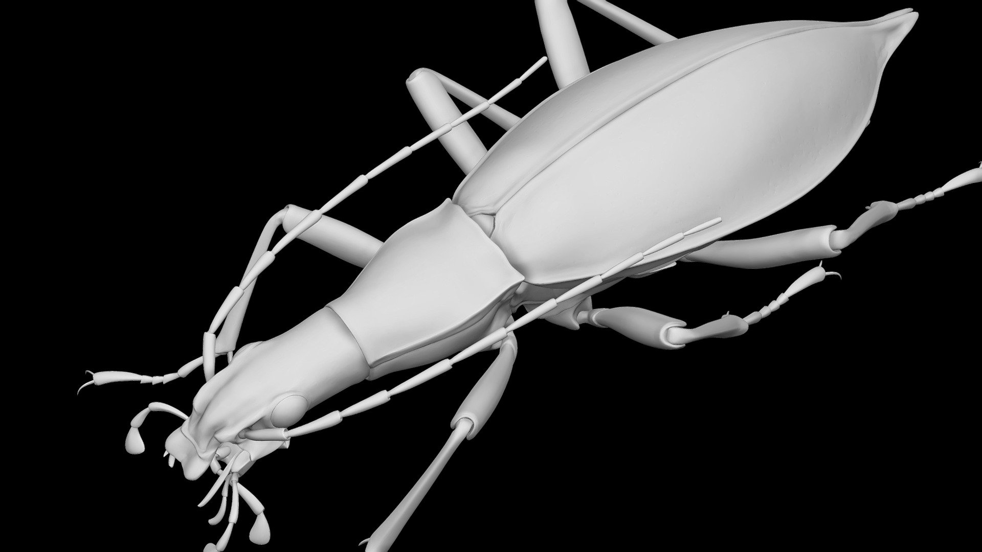 Carabus Blaptoides - Download Free 3D model by tunosemi [33fb3c5] - Sketchfab