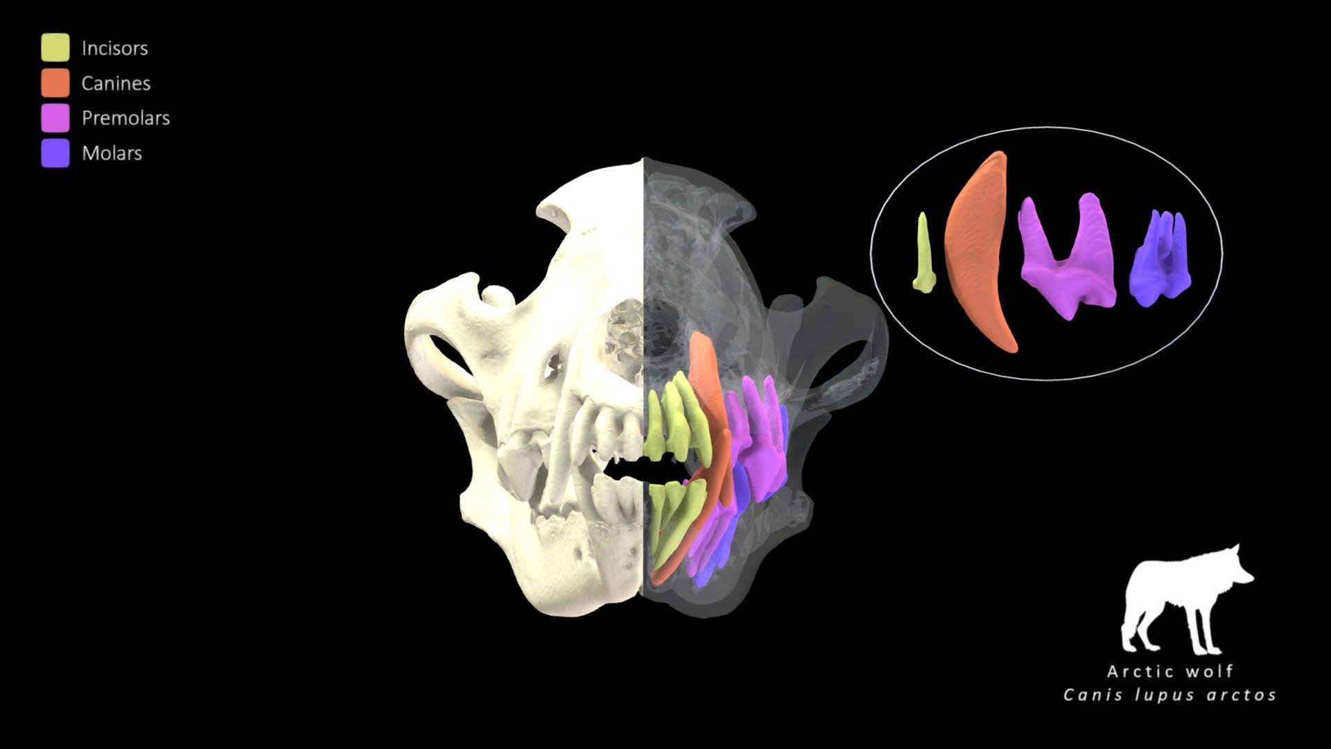 Wolf Dentition - 3D model by Blackburn Lab (@ufherps) [340632b] - Sketchfab