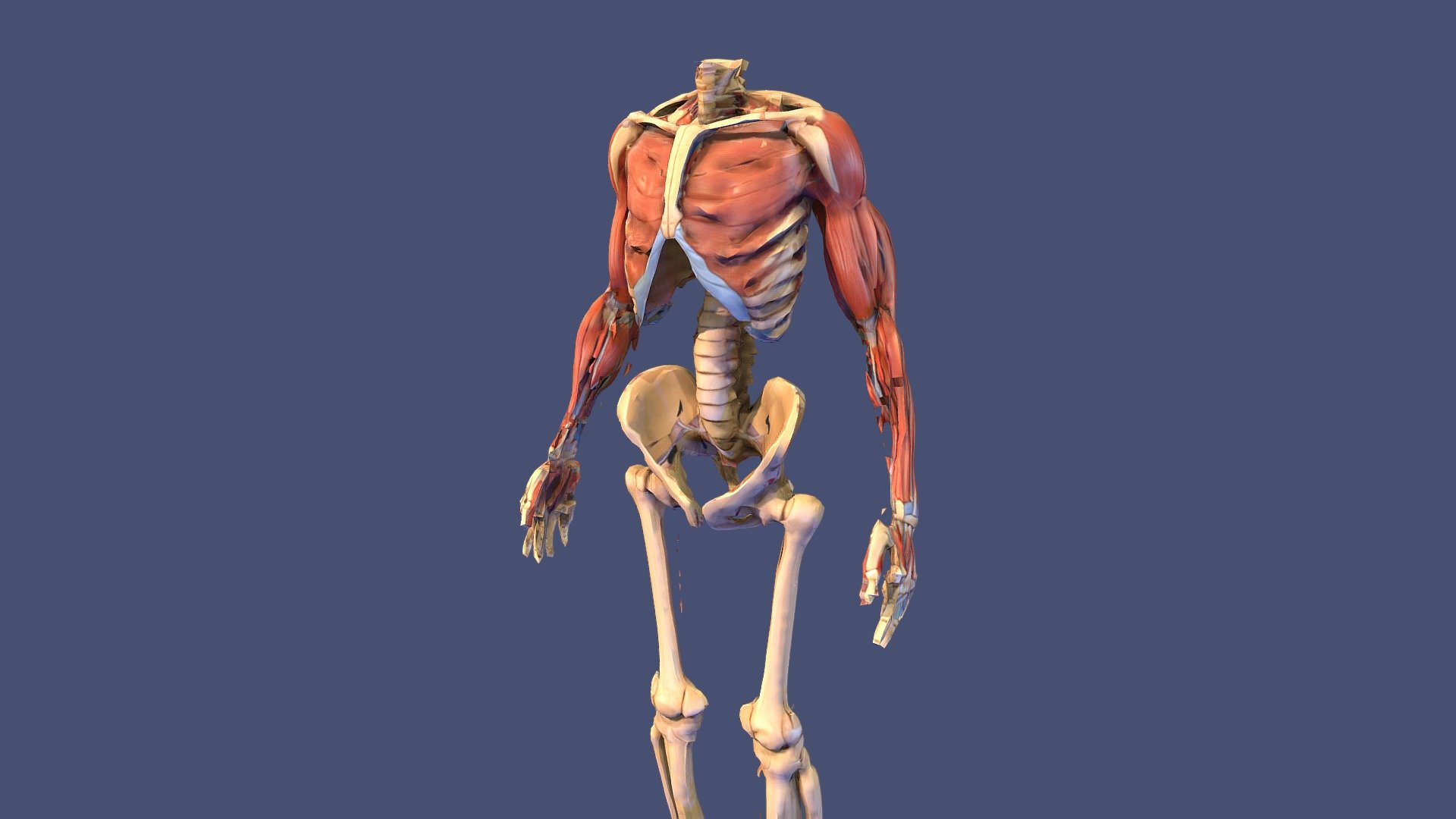 Human Skeleton (No Skull) animated rigged - 3D model by marlyn ...