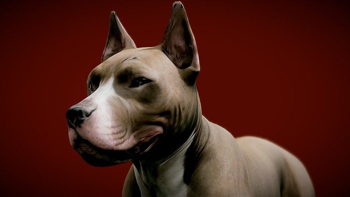 Pitbull 3D models - Sketchfab