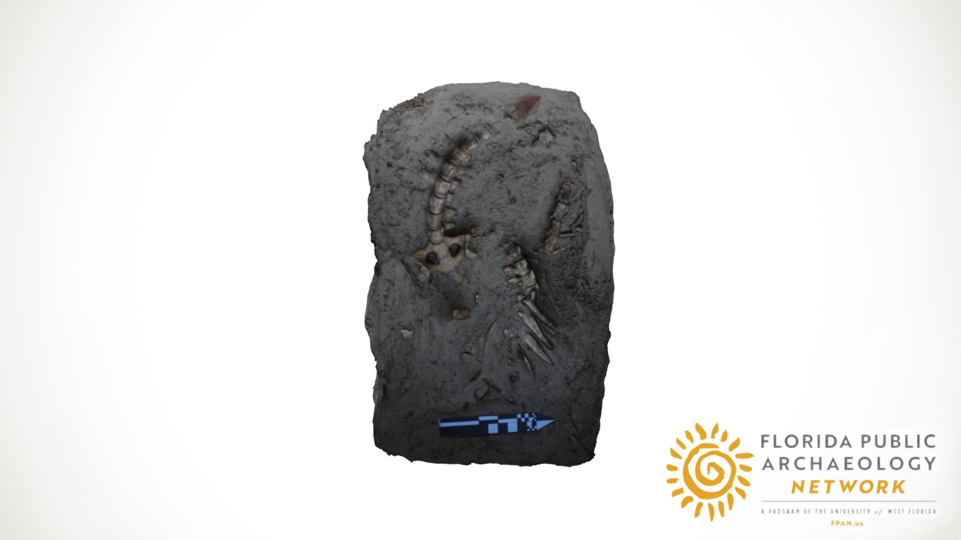 Gator Bone Test - 3D model by Florida Public Archaeology Network (@fpan ...