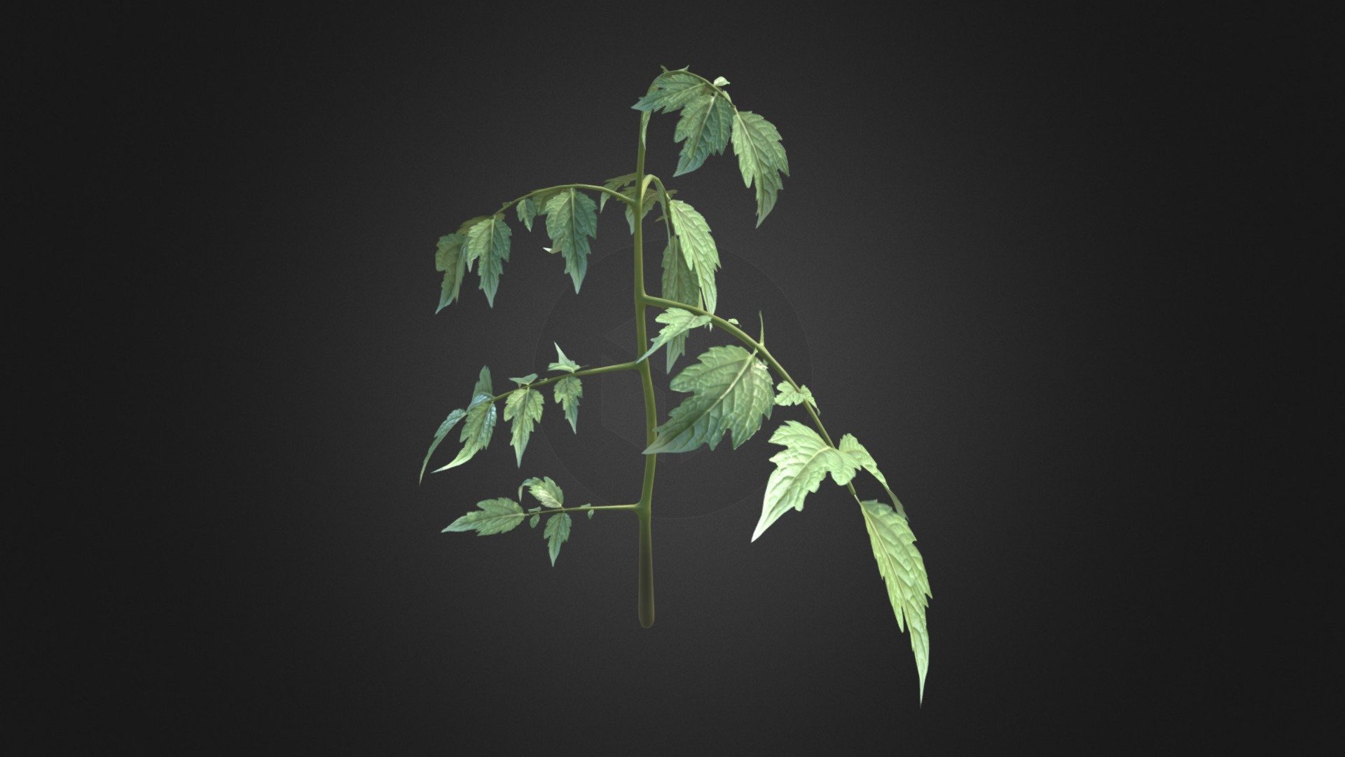 Young Tomato Plant - Buy Royalty Free 3D model by nikola (@nugarkovic ...