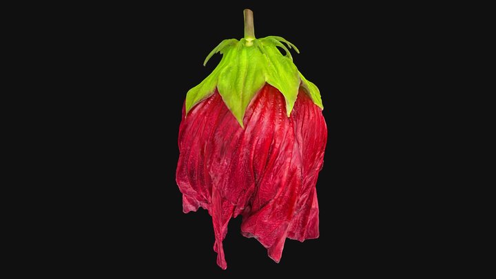 Hibiscus 3D models - Sketchfab