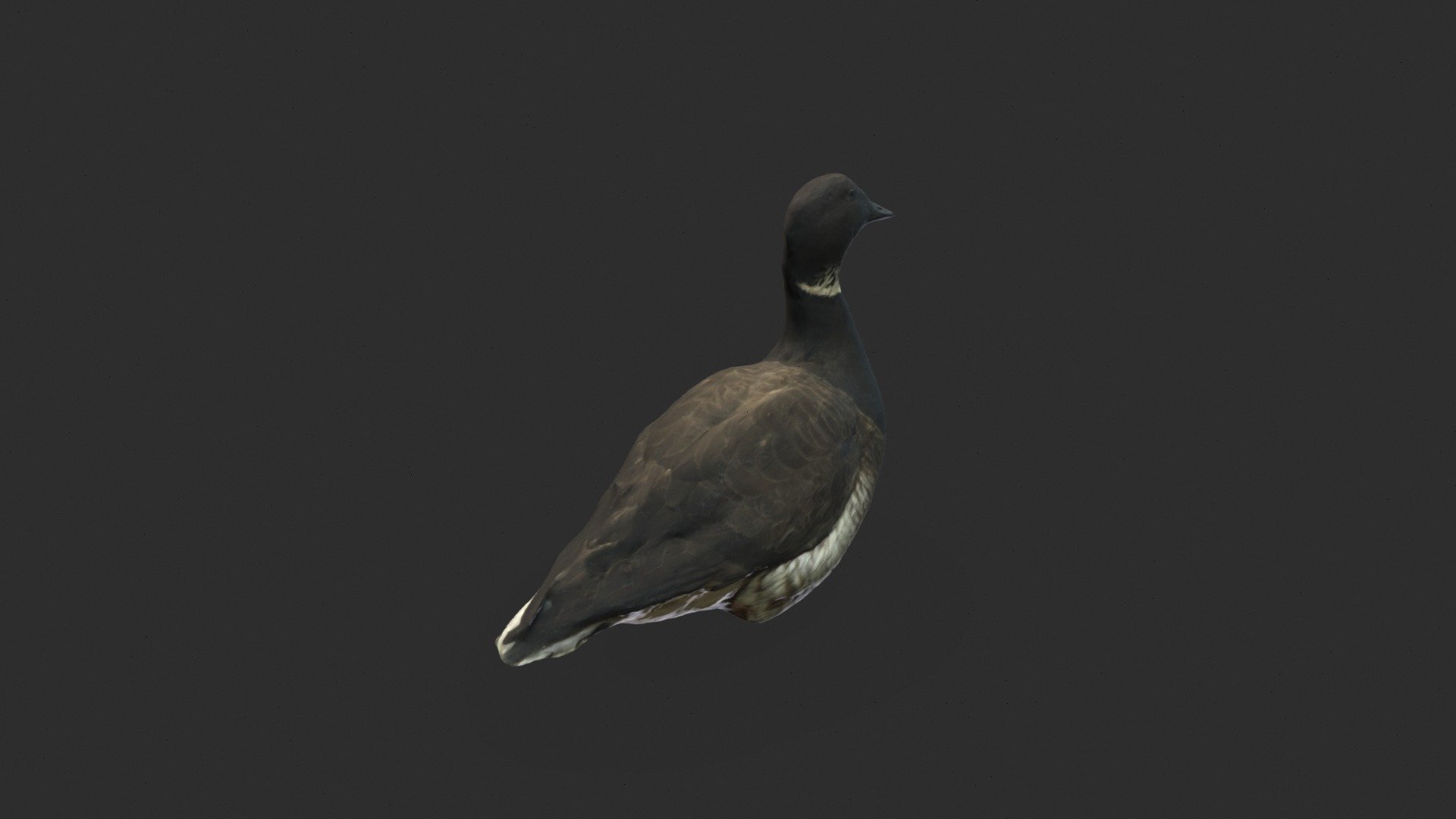 An Atlantic Brant Goose - Download Free 3D model by Stories from ...
