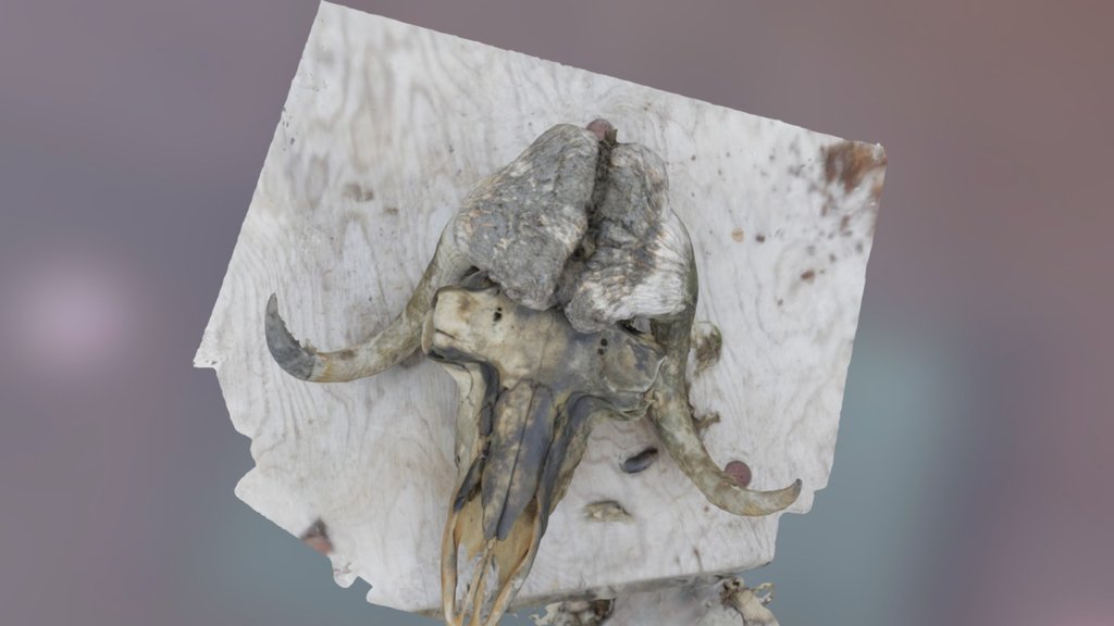Musk-ox skull - 3D model by danke [3422643] - Sketchfab
