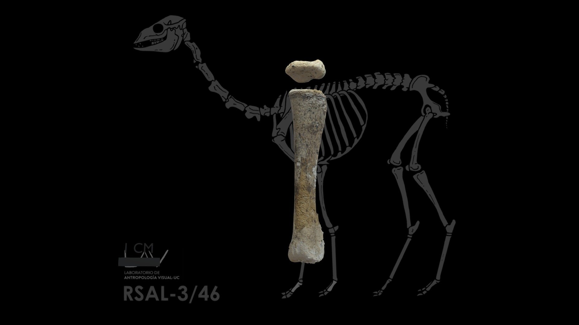 RSAL-3 46: Primera falange anterior - 3D model by Lab. de Antropologia ...