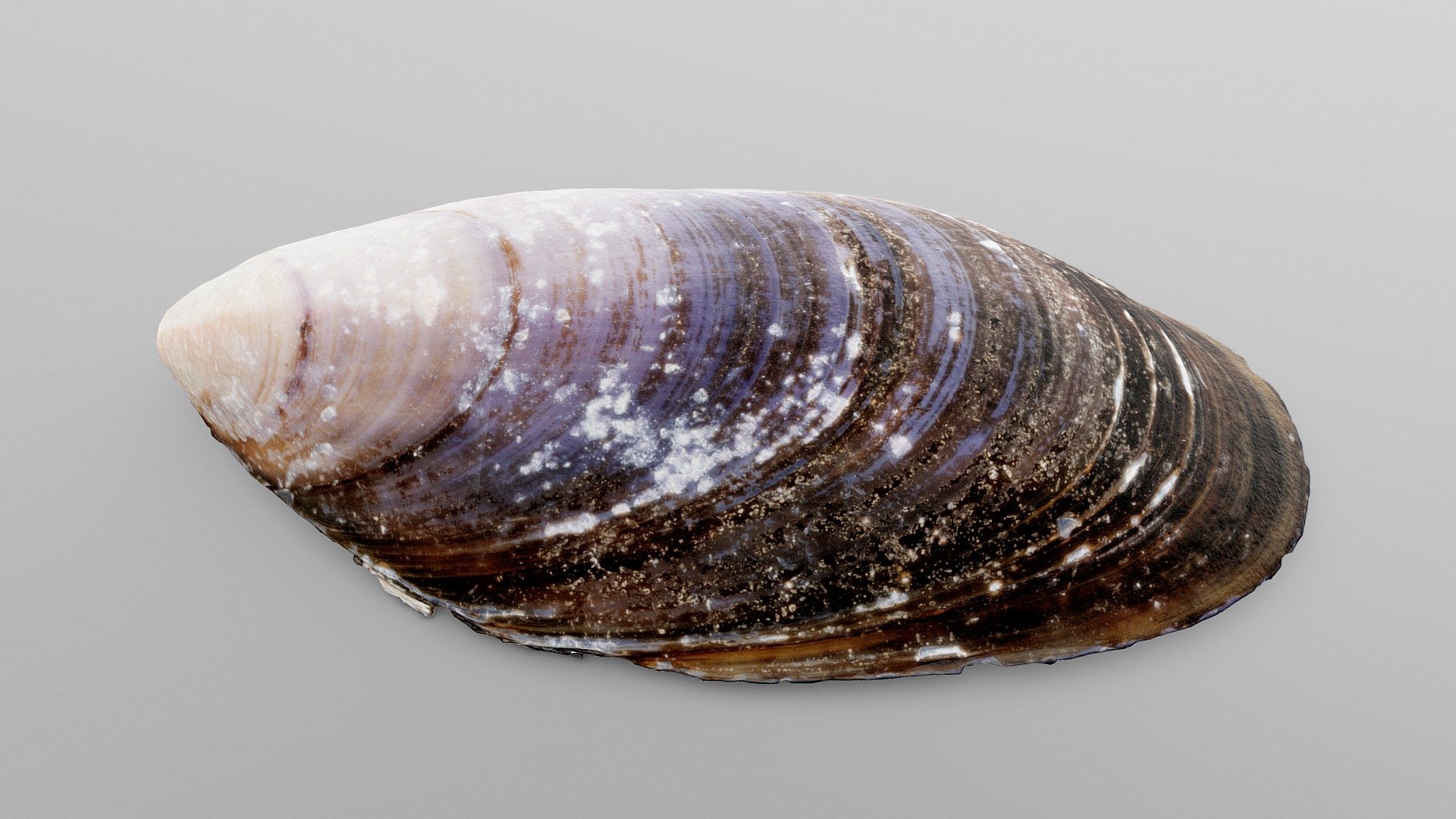 Dark Tellin Shell - Buy Royalty Free 3D model by Drakery [34293d1 ...