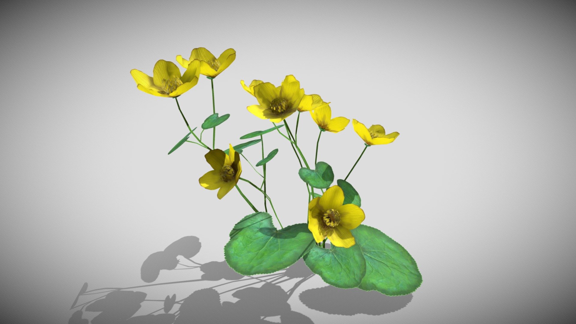 Marsh marigold flowers low-poly - Download Free 3D model by Elena FF ...