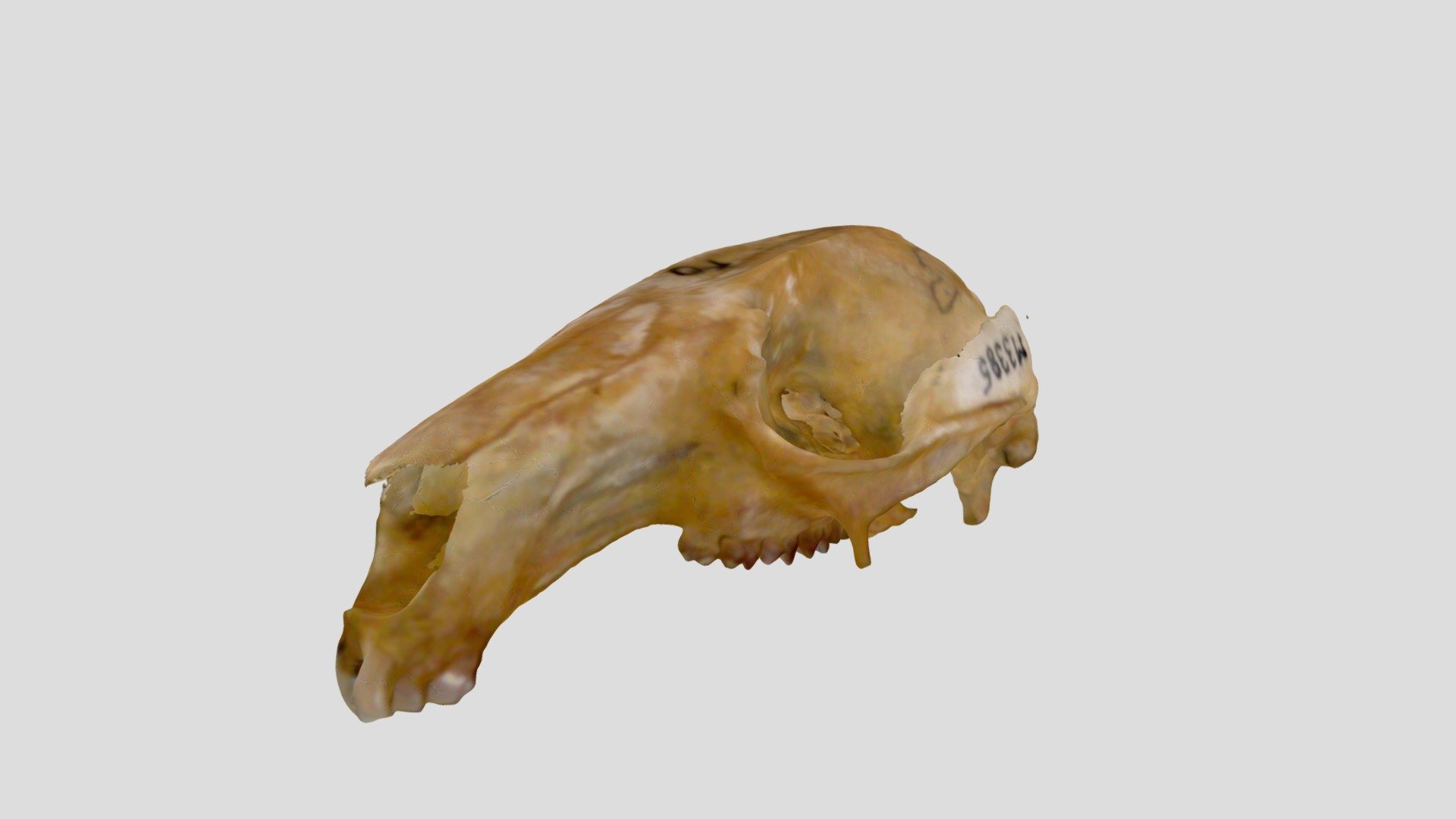 WAM M3385 - Tammar Wallaby (Skull) - 3D model by Western Australian ...