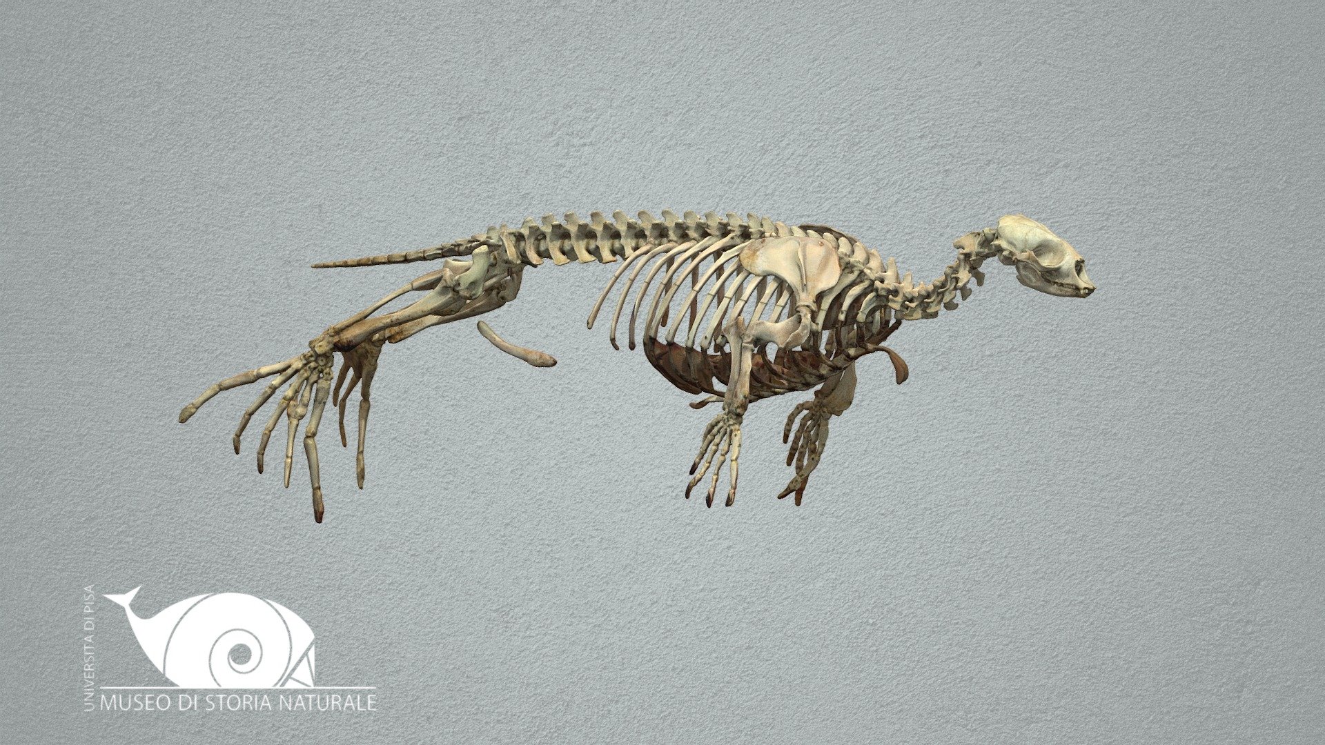 Harp seal - 3D model by Natural History Museum, University of Pisa ...